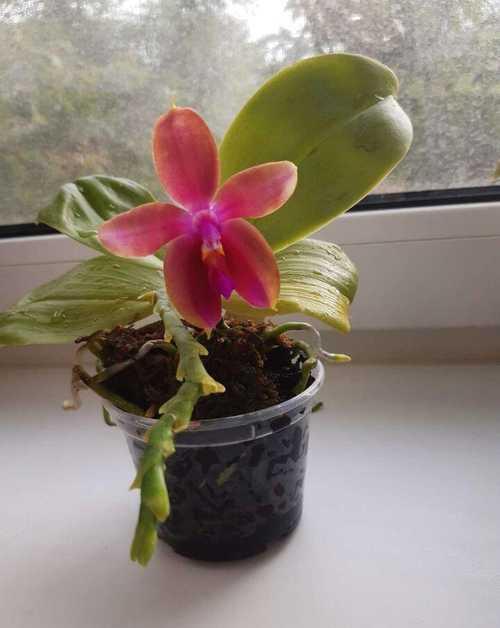 Орхидея Phal. Mituo King Bellina K 4 Phal. Yaphon