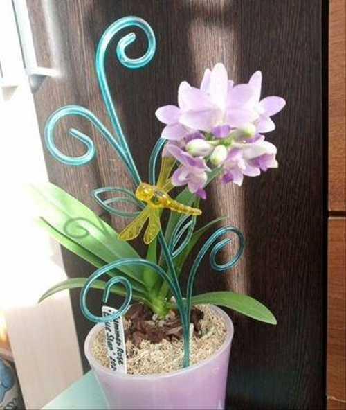 Орхидея Summer Rose "Blue Star"