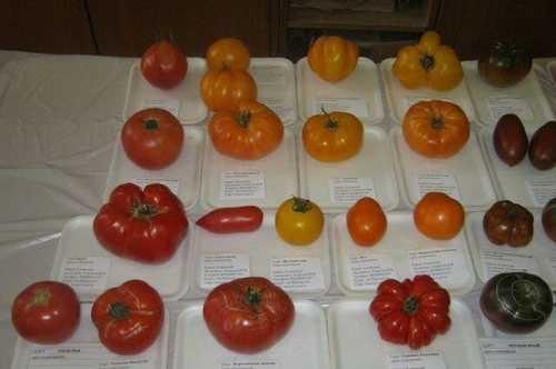 Семена томатов коллекционных семен татарин