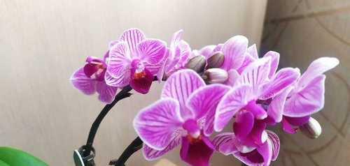 Орхидея (фаленопсис) в горшке Ирис Фуксия