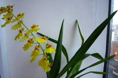 Орхидея Онцидиум,Каттлея,Онцидиум Твинкле