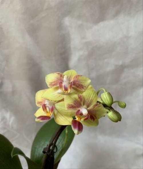 Орхидея мини