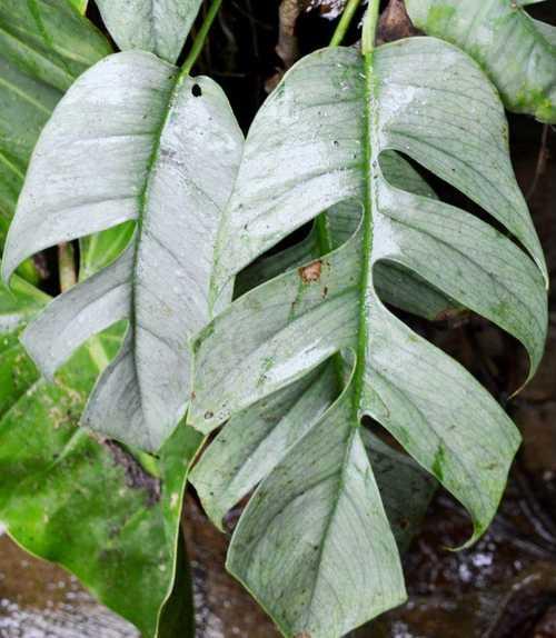 Philodendron ‘Cebu Blue’