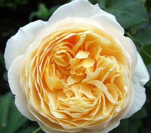 Саженцы роза английская "Английский сад"