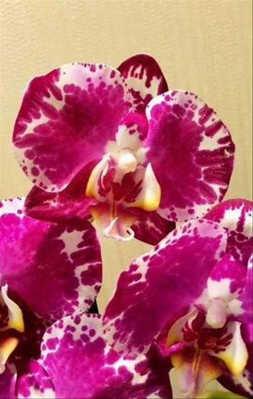 Princess of Pattern крупная орхидея фаленопсис цве