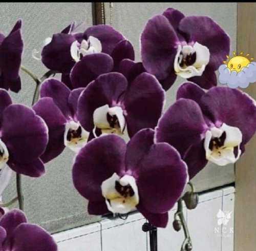 Орхидея фаленопсис. набор 2 шт