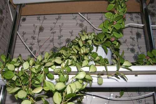 Хойя (heuschkeliana variegata)