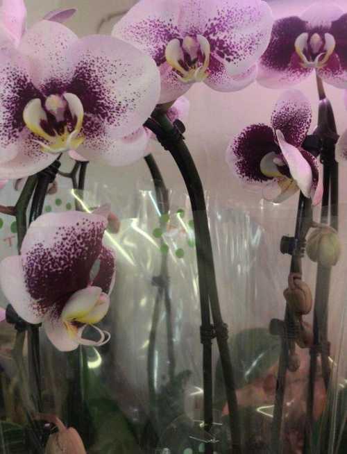 94765 Орхидеи сортовые Splash Young Каскад 50-65см