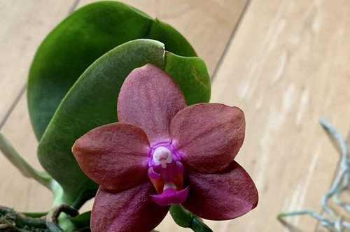 Орхидея Phal Mituo Sun Queen