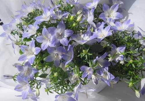 Кампанула Bicolor