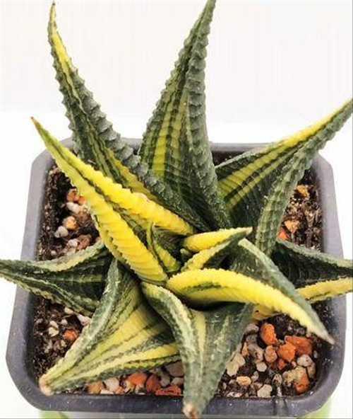 Хавортия вариегатная Haworthia variegated