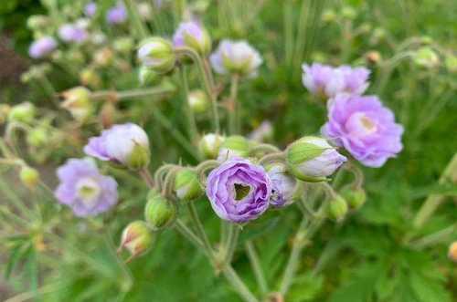 Герань Sammer Skies