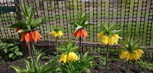 Рябчик императорский (фритиллярия (Fritillaria)
