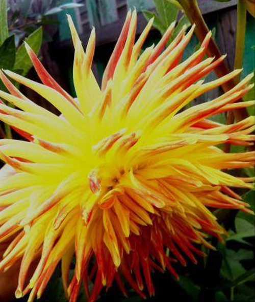 Многолетники