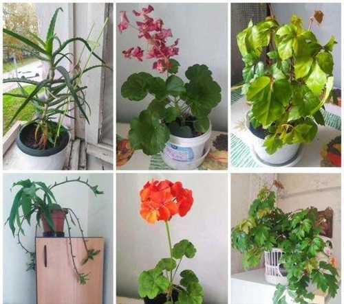 Комнатные цветы, домашние растения