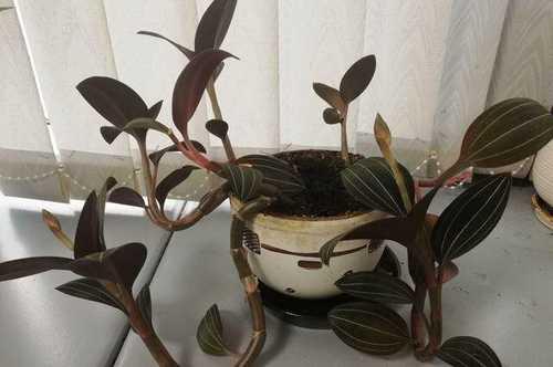 Драгоценная орхидея - лудизия Дисколор