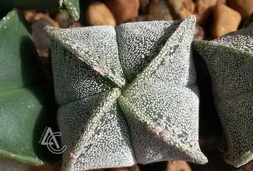 Кактус Astrophytum myriostigma quadricostatum