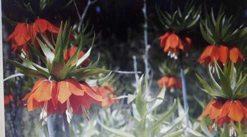 Луковицы цветов рябчик королевский оранжевый
