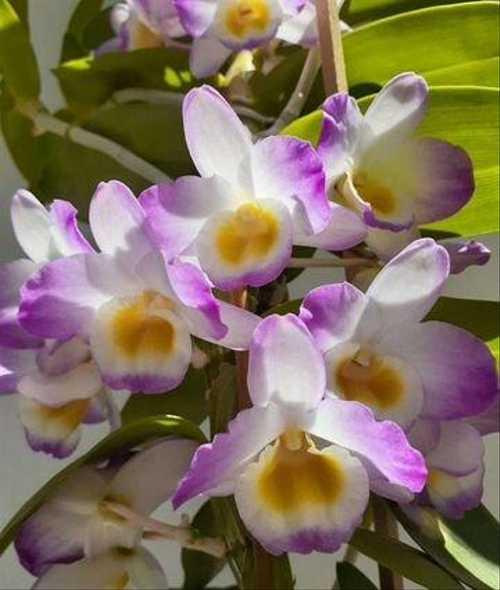 Орхидея дендробиум Нобиле
