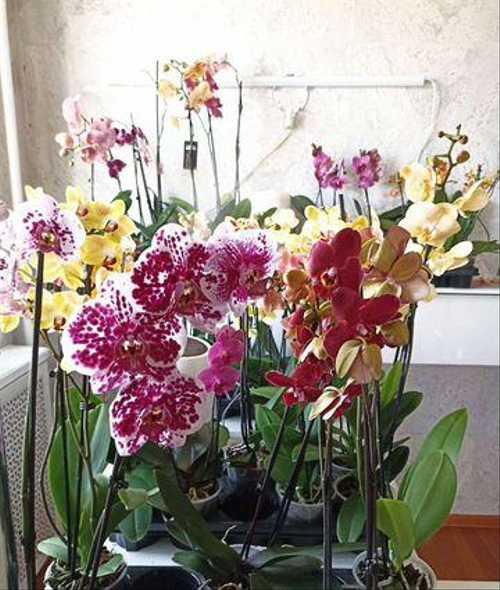 Орхидеи в ассортименте, много, разные, цветут