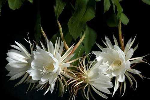 Эпифиллум Оксипеталум (Epiphyllum Oxypetalum)