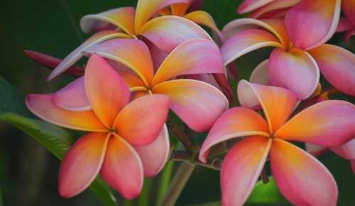 Плюмерии, Гиппеаструмы, Бругмансии