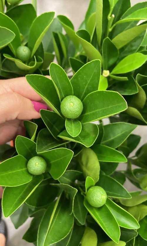 Мандарин Мини / мини мандариновое дерево с плодами