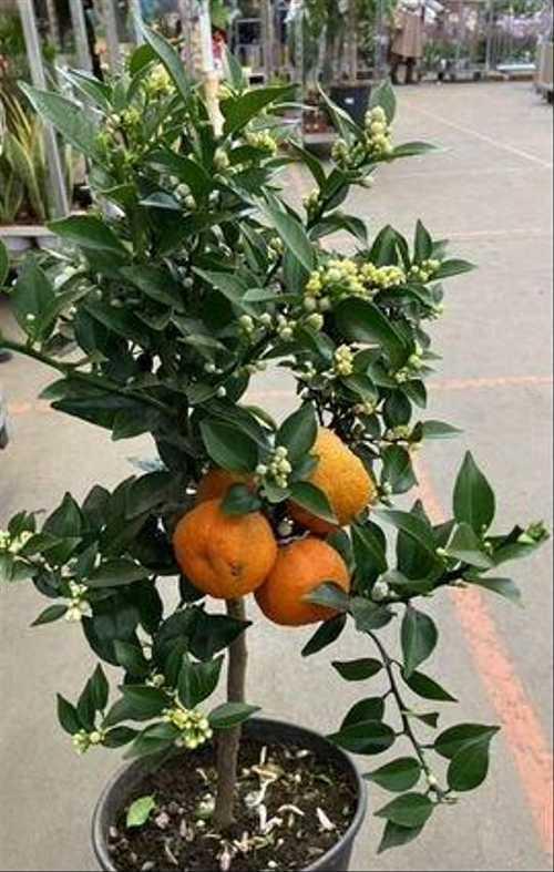 Мандариновое дерево/цитрус Чинотто с плодами H-70