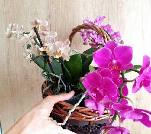 Корзины с орхидеями Мультифлора арома и цикламен