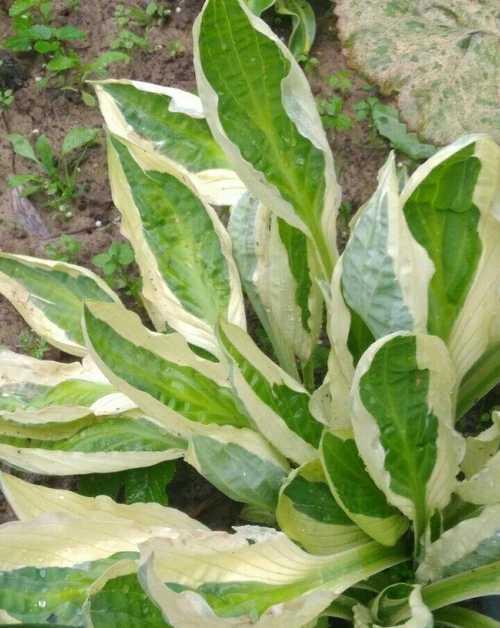 Хоста Yellow Polka Dot Bikini