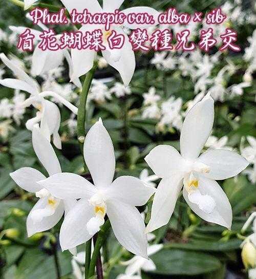 Фласка Phalaenopsis tetraspis alba (ароматный)