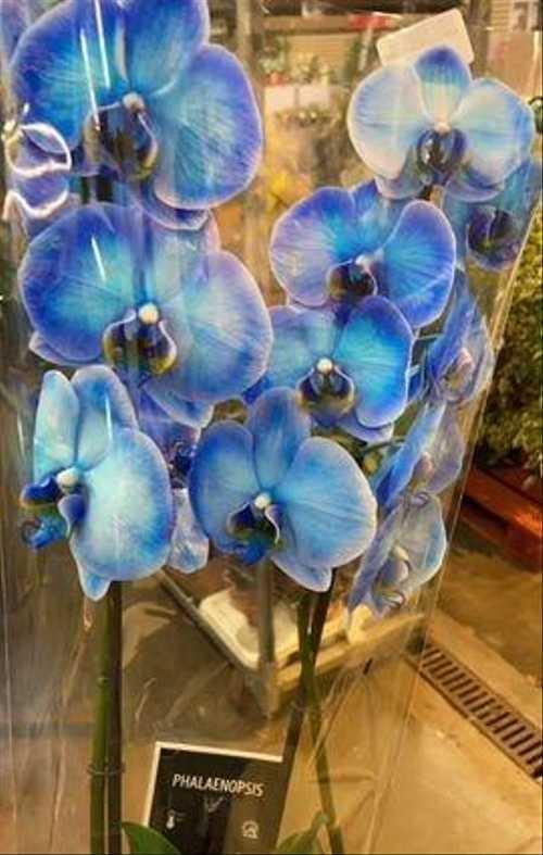 Орхидея / Фаленопсис Синий принц