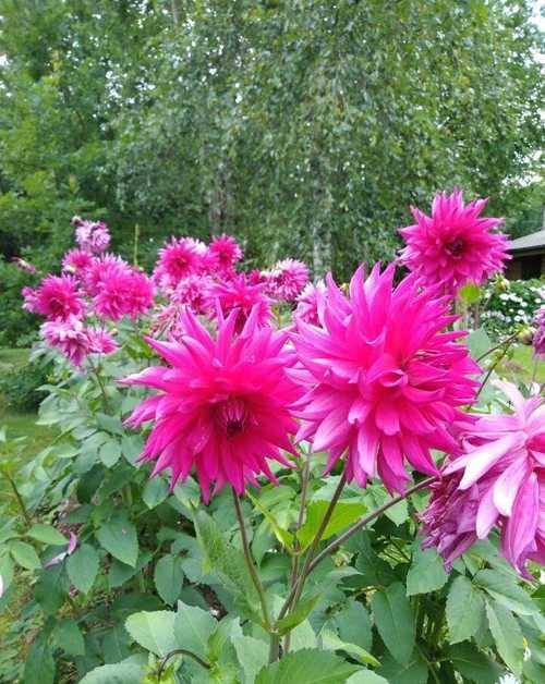 Георгины продажа/обмен на бегонию