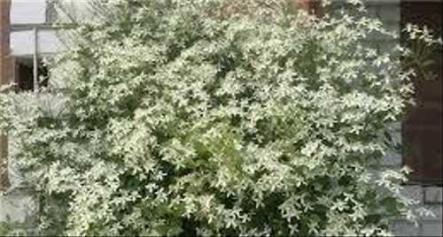 Клематис маньчжурский (Clematis manschurica)