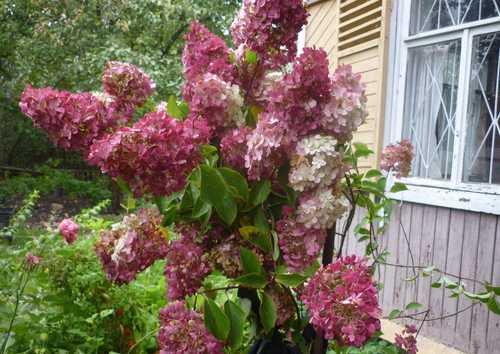 Гортензия Ваниль Фрейз, многое другое, частн.питом