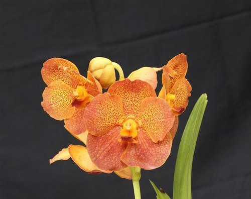 Продам ванду