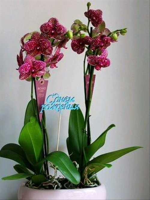 Подарок Мужчине Орхидеи на День Рождения 91738