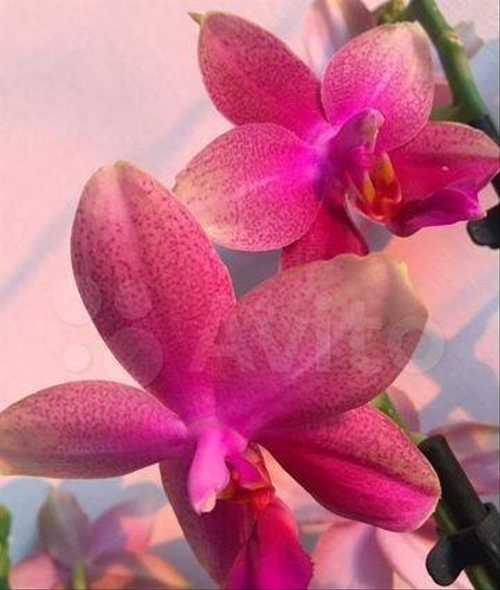 Орхидея Phalaenopsis Liodoro (Лиодора) ароматный