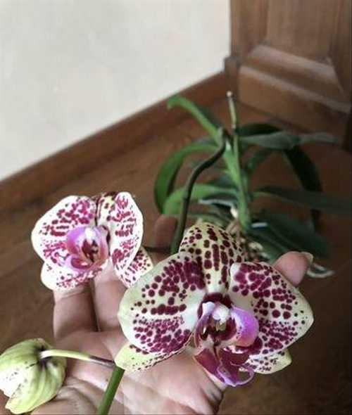 Орхидея фаленопсис Mariola