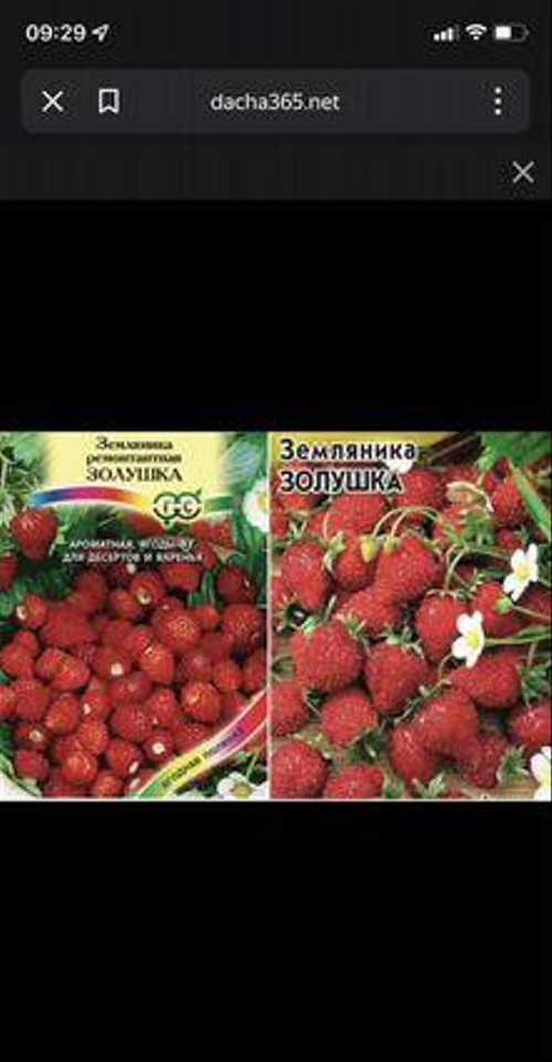 Земляника лесная 'Золушка'