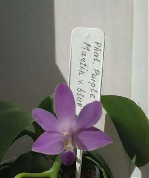 Орхидея Phal. Purple Martin v. blue