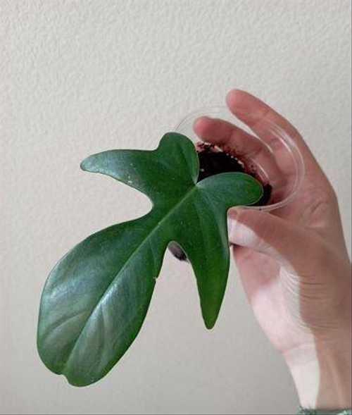 Домашнее растение филодендрон магическая маска mag