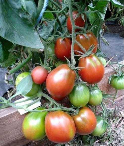 Семена помидора "японский трюфель"