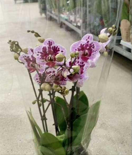 Орхидея фаленопсис 4 ветви букетная