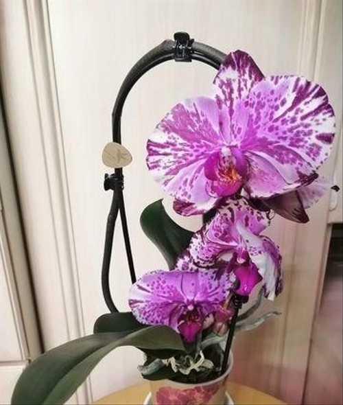 Орхидея фаленопсис Тиара, Пульсация