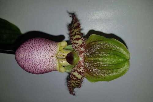 Орхидея башмачок пафиопедилум пинокио
