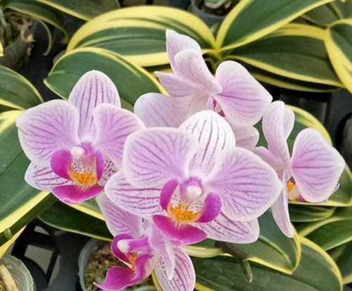 Орхидея фаленопсис sogo vivien variegata