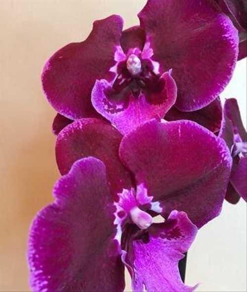 Орхидея Phal. Big Lip цветущий
