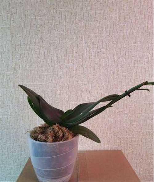 Орхидея Фаленопсис мультифлора "Роттердам"