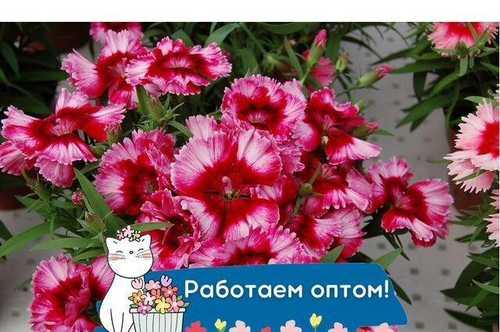 Рассада Цветы опт